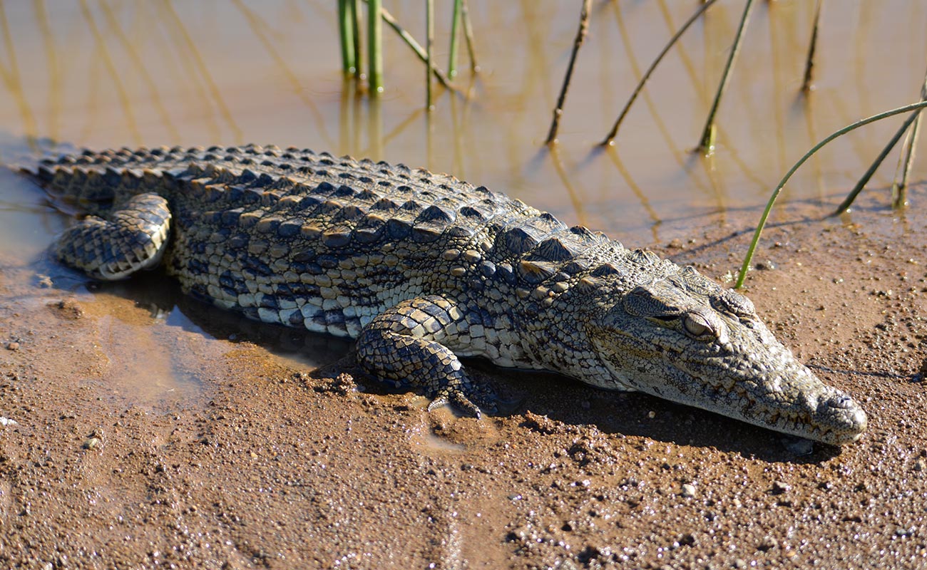 About – Imvubu Ventrues