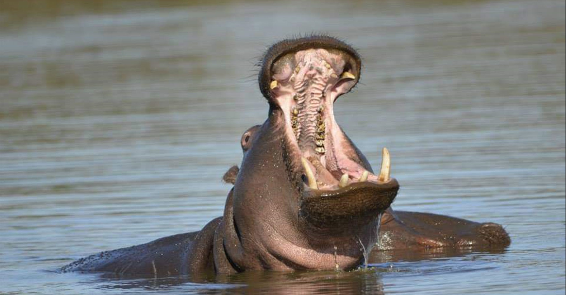 Imvubu Adventures | Custom Safari & Fishing Tours | St Lucia South Africa