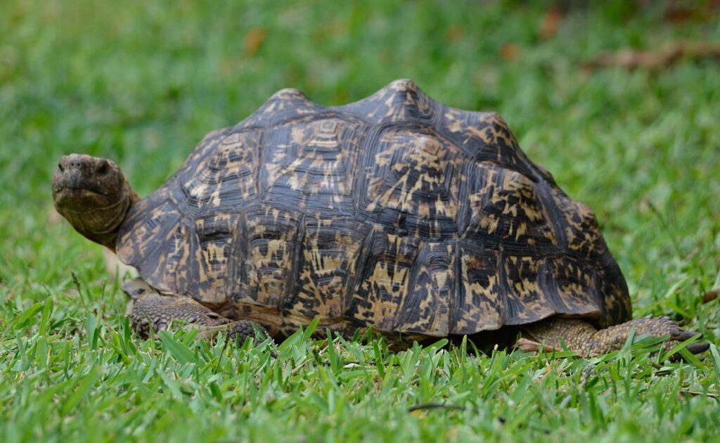 Imvubu Adventures – Imvubu Ventrues